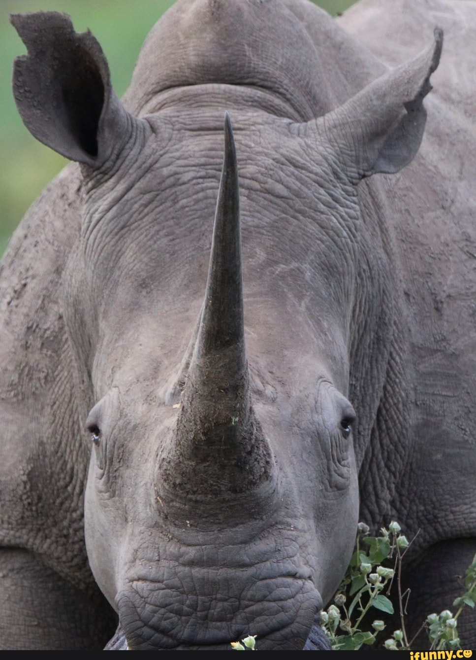 Rihno memes. Best Collection of funny Rihno pictures on iFunny