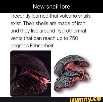 New snail lore recently learned that volcano snails exist. Their shells ...