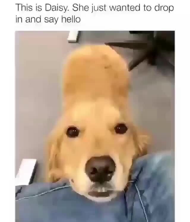 This is Daisy. She just wanted to drop in and say hello - WHLSM