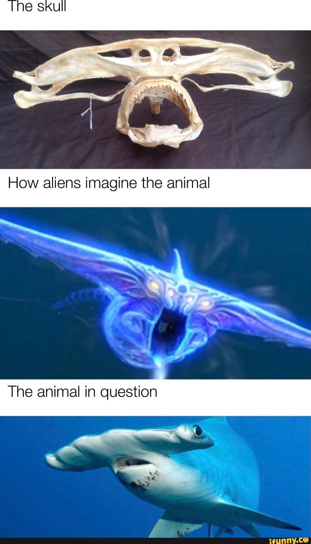 TING SKull How aliens imagine the animal The animal in question - iFunny