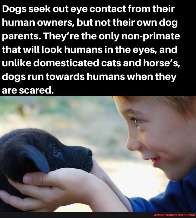 Dogs seek out eye contact from their human owners, but not their own ...