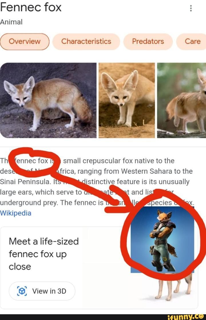 Fennec fox Animal Overview ) Character Predators fox small crepuscular ...