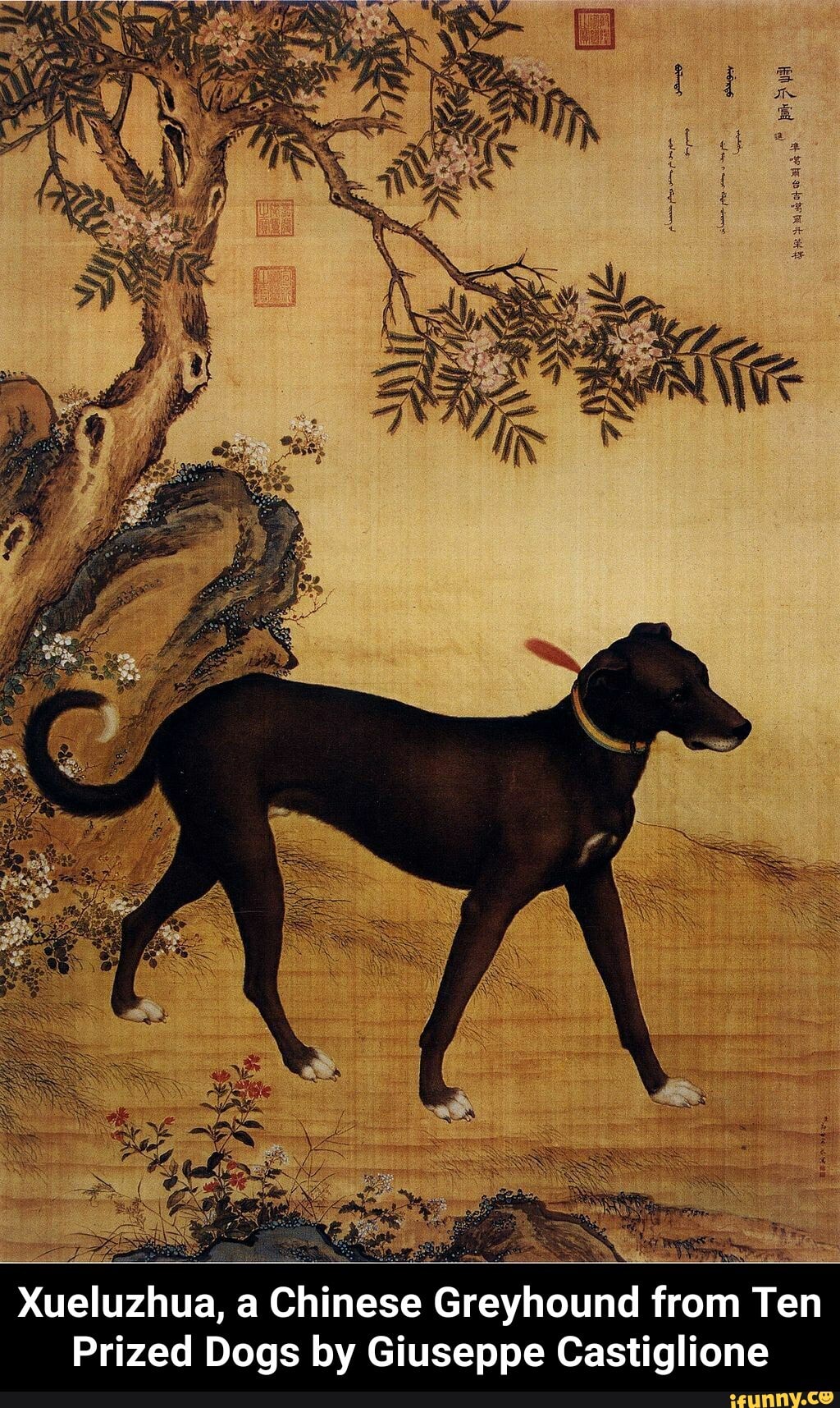 Xueluzhua, a Chinese Greyhound from Ten Prized Dogs by Giuseppe ...