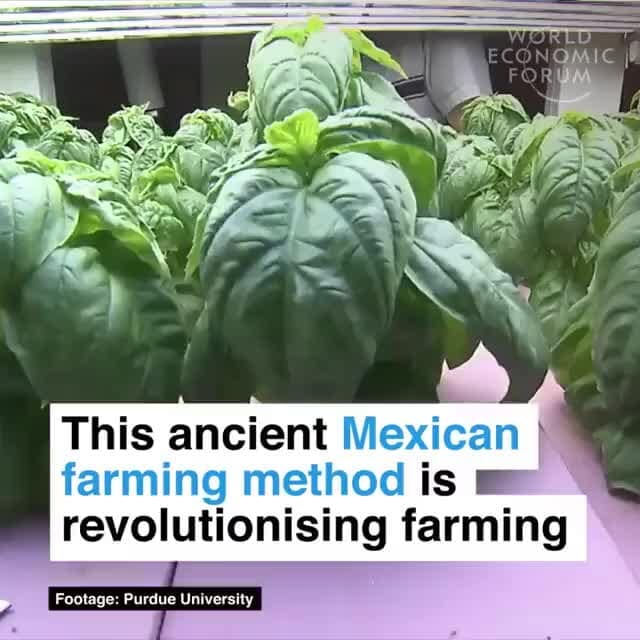 This ancient Mexican ;* farming method is ' revolutionising farming - )