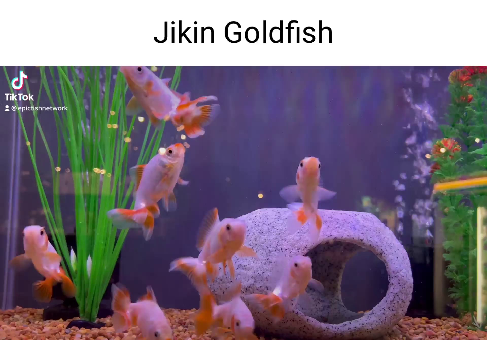 Jikin Goldfish