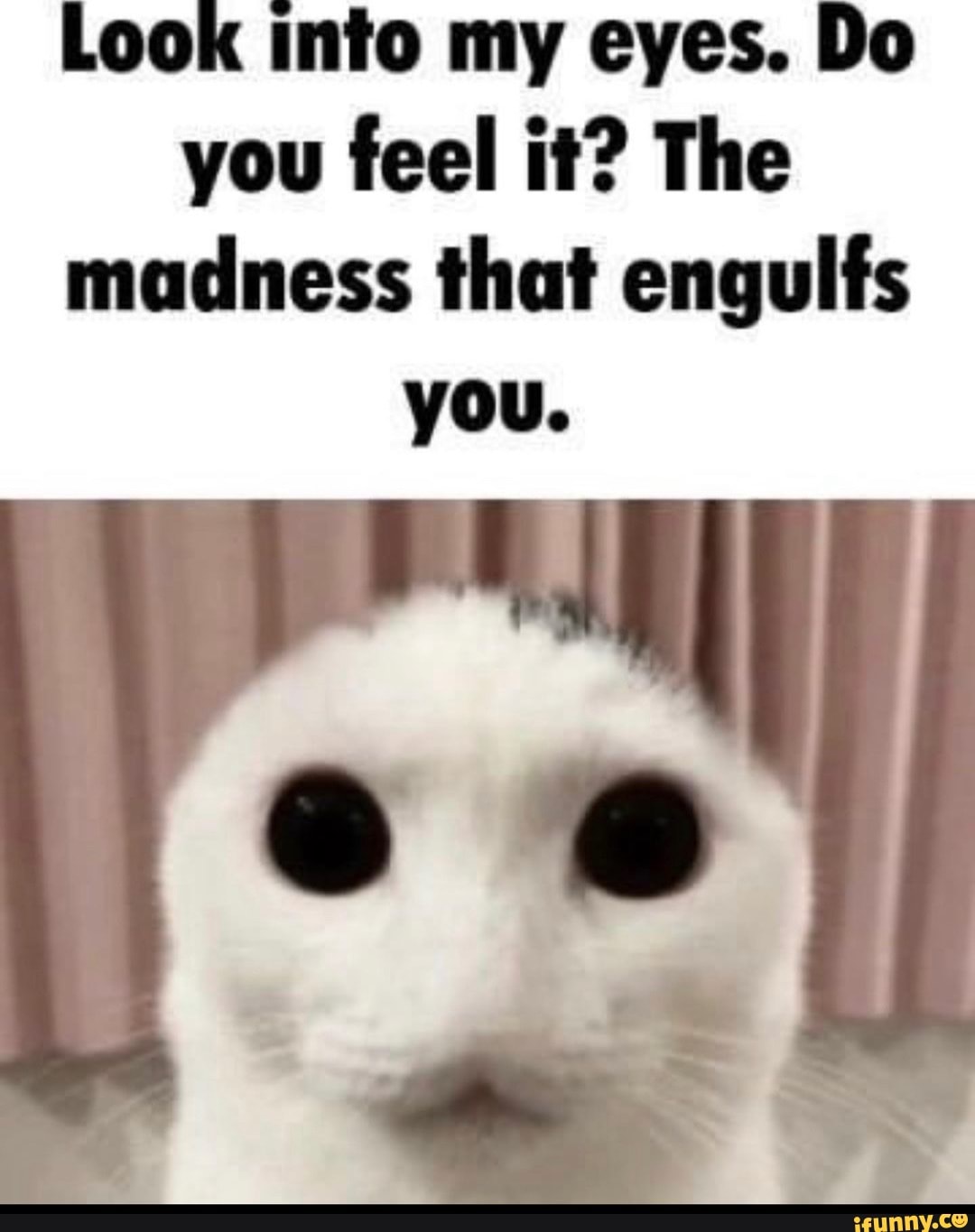 Look into my eyes. Do you feel it? The madness that engulfs you. - iFunny