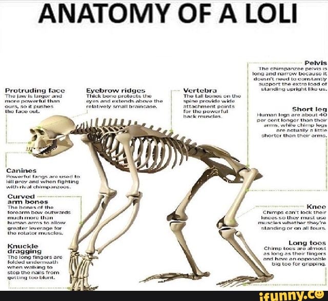 ANATOMY OF A LOLI Pelvis long and narrew bocauwe to "Support extra of ...