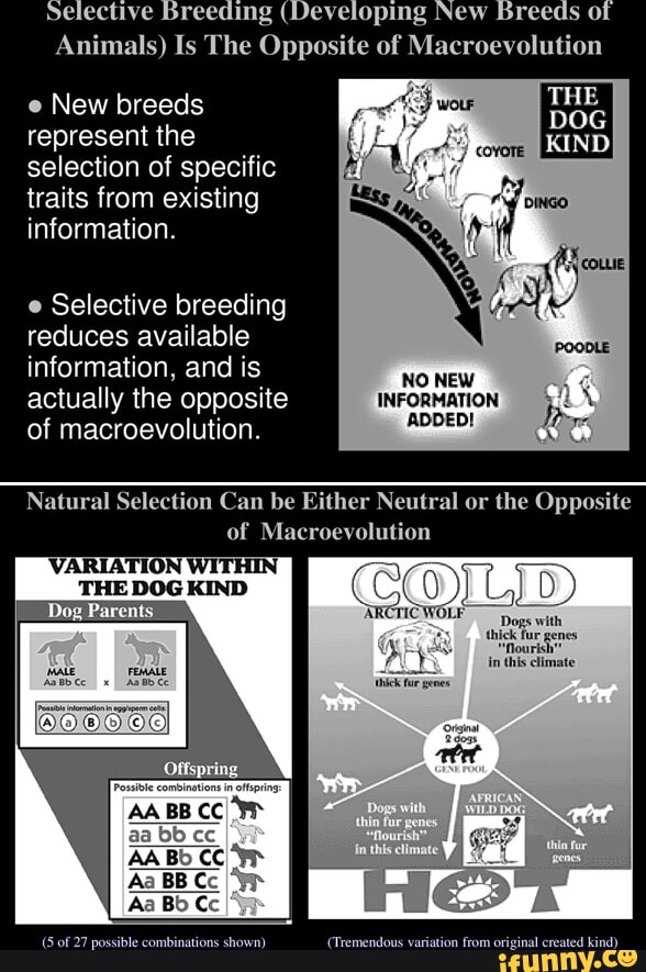 Breeds memes. Best Collection of funny Breeds pictures on iFunny