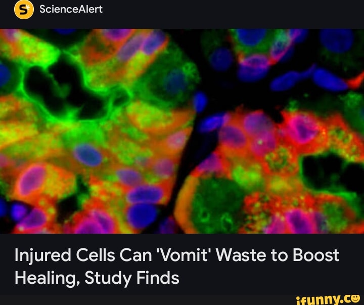 ScienceAlert Injured Cells Can 'Vomit' Waste to Boost Healing, Study ...