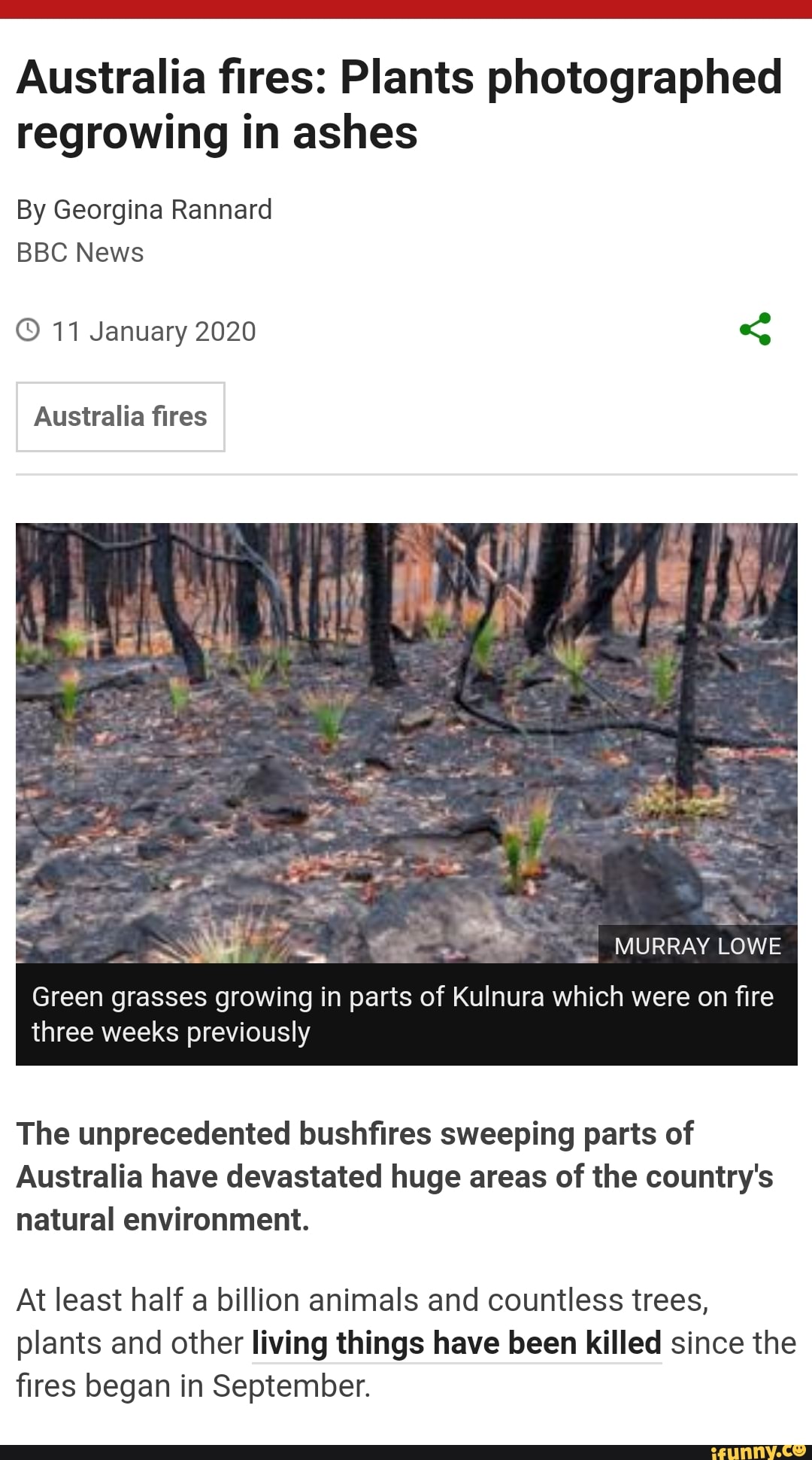 Australia fires: Plants photographed regrowing in ashes By Georgina ...