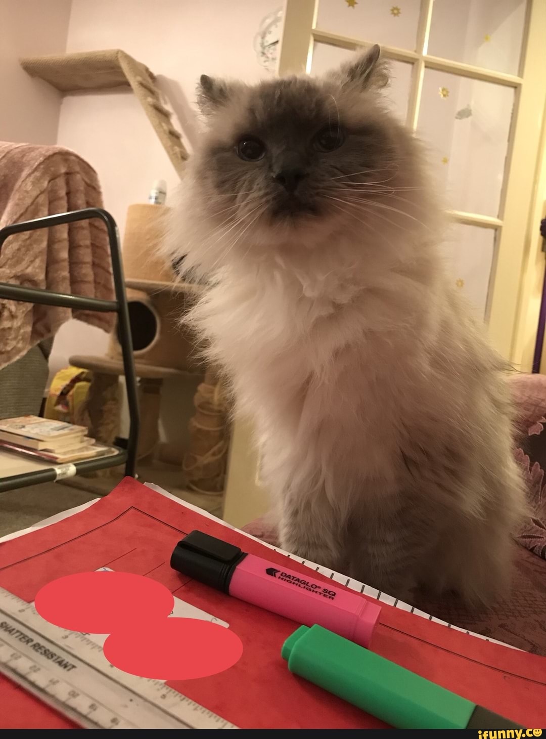 Ragdoll_cat memes. Best Collection of funny Ragdoll_cat pictures on iFunny