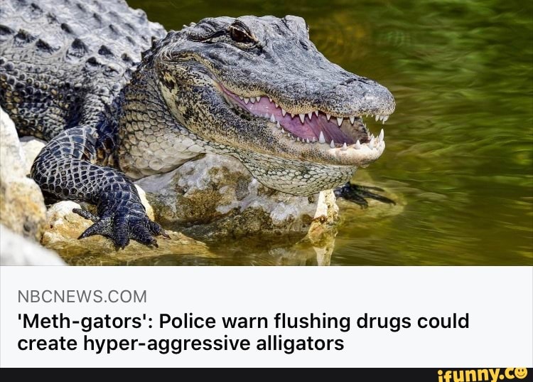 NBCNEWS.COM 'Meth-gators': Police warn flushing drugs could create ...