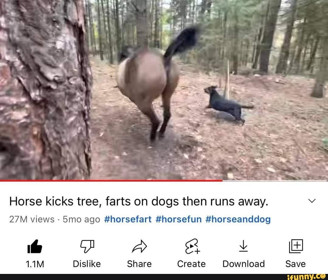 Horse kicks tree, farts on dogs then runs away. views ago #horsefart # ...