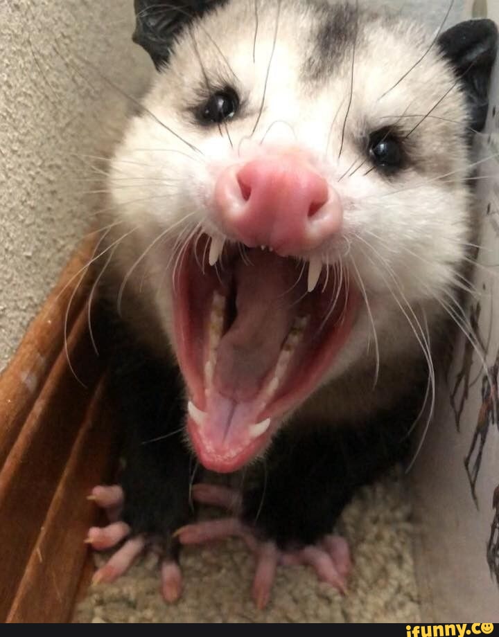 Opossum memes. Best Collection of funny Opossum pictures on iFunny