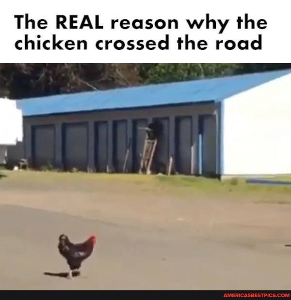 The REAL reason why the chicken crossed the road fe - America’s best ...