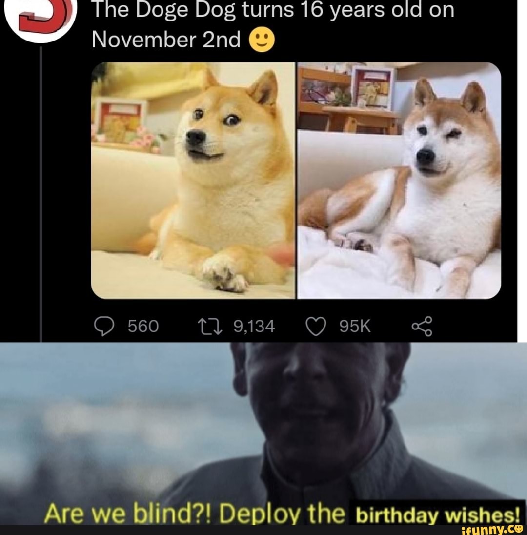 The Doge Dog turns 16 years old on November 9134 Are we blind?! Deploy ...