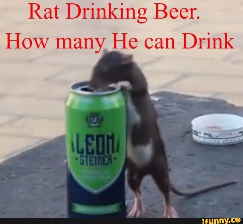 Rat Drinking Beer. HOW many He can Drink - iFunny