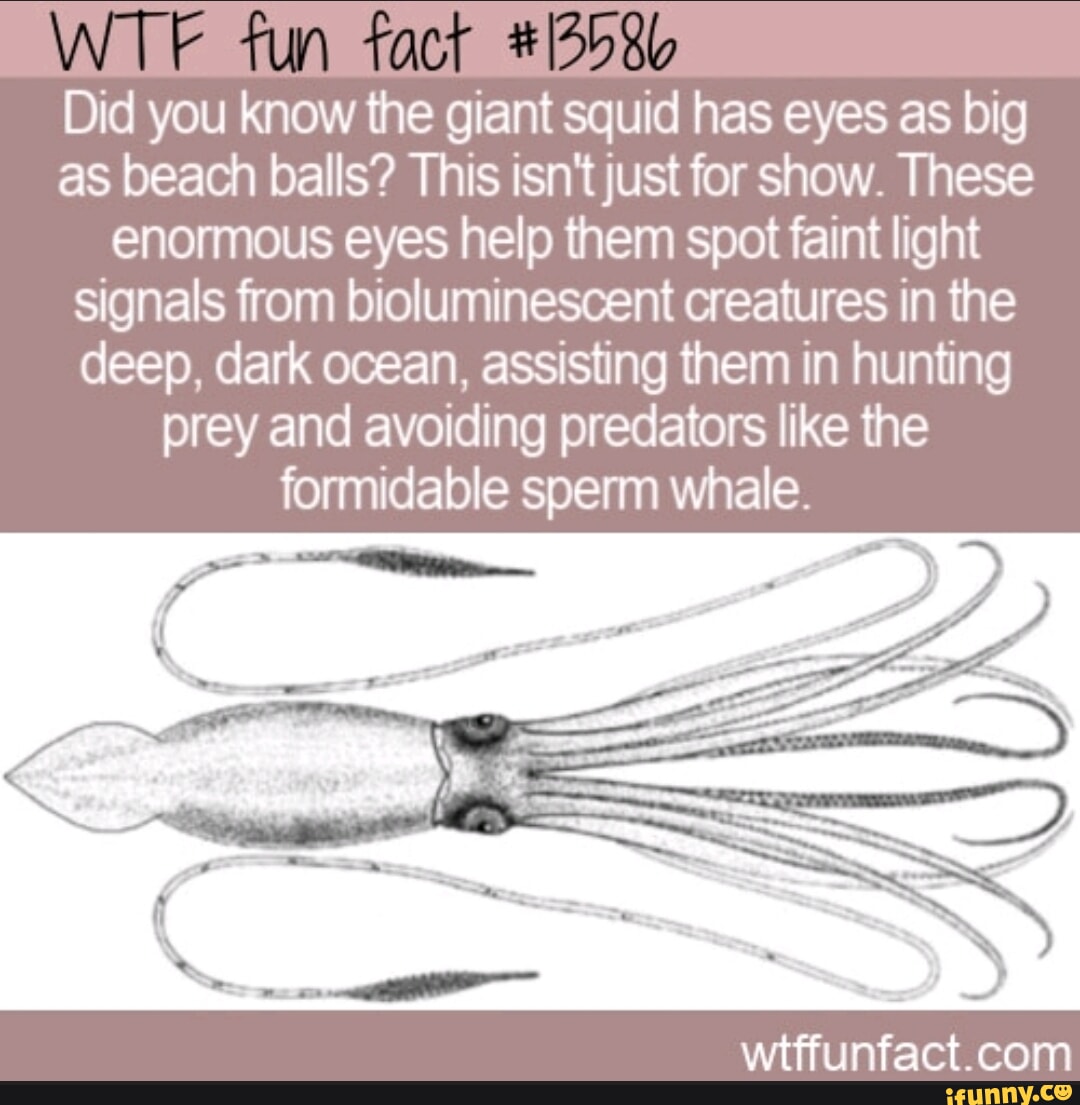 Tun Did you know the giant squid has eyes as big as beach balls? This ...