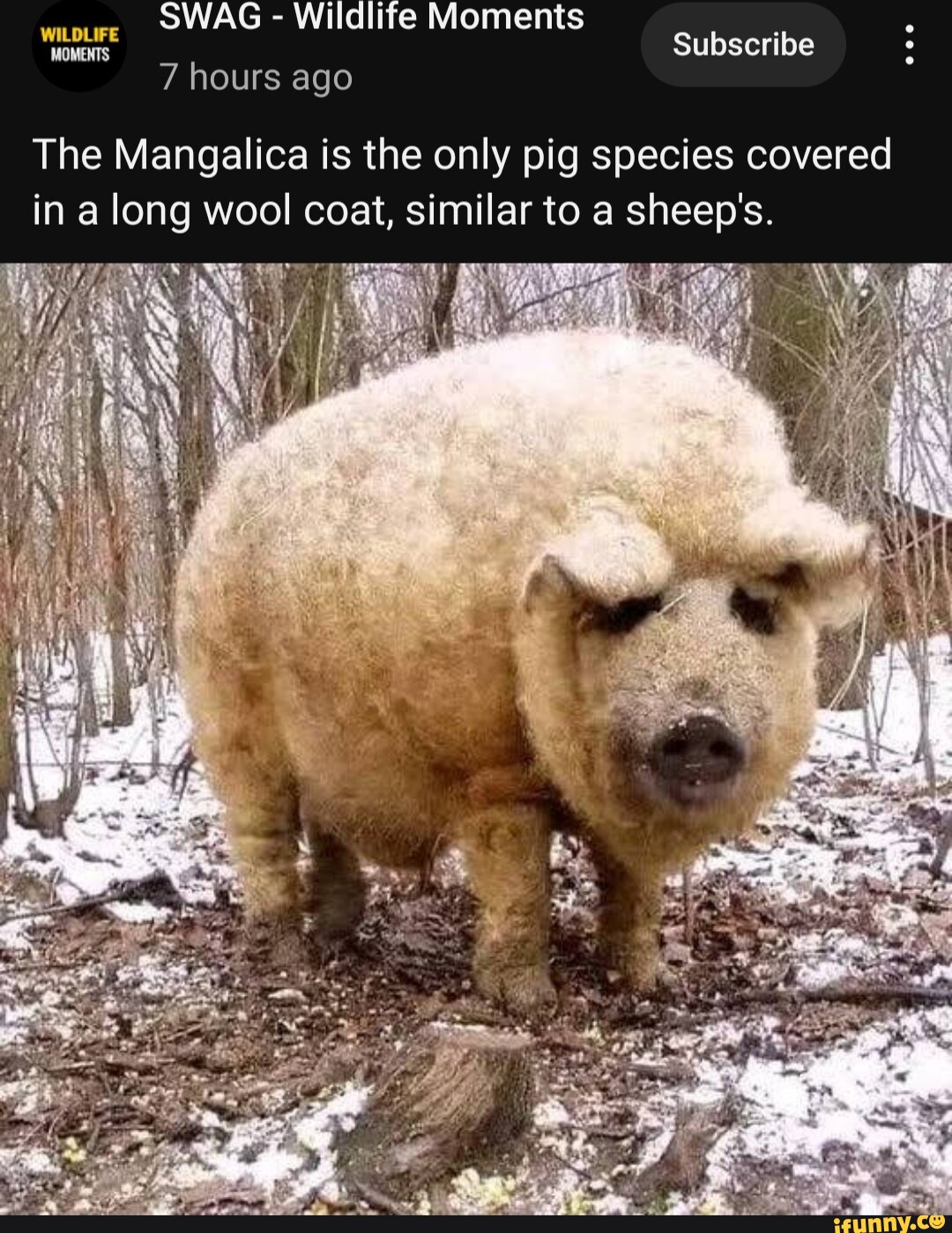 Piggyback memes. Best Collection of funny Piggyback pictures on iFunny