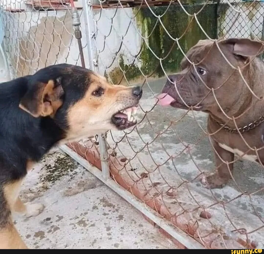 iFunny - the best memes, video, gifs and funny pics in one place