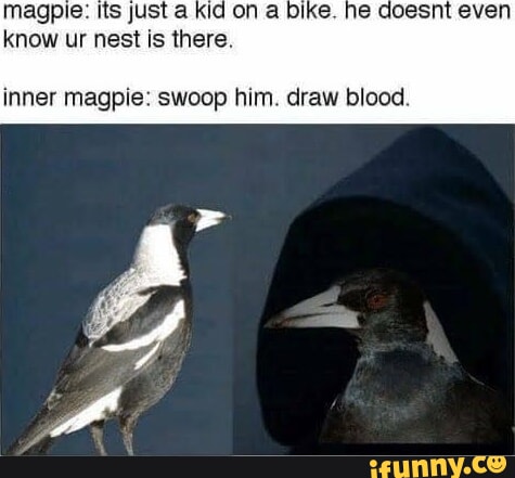 Magpie memes. Best Collection of funny Magpie pictures on iFunny