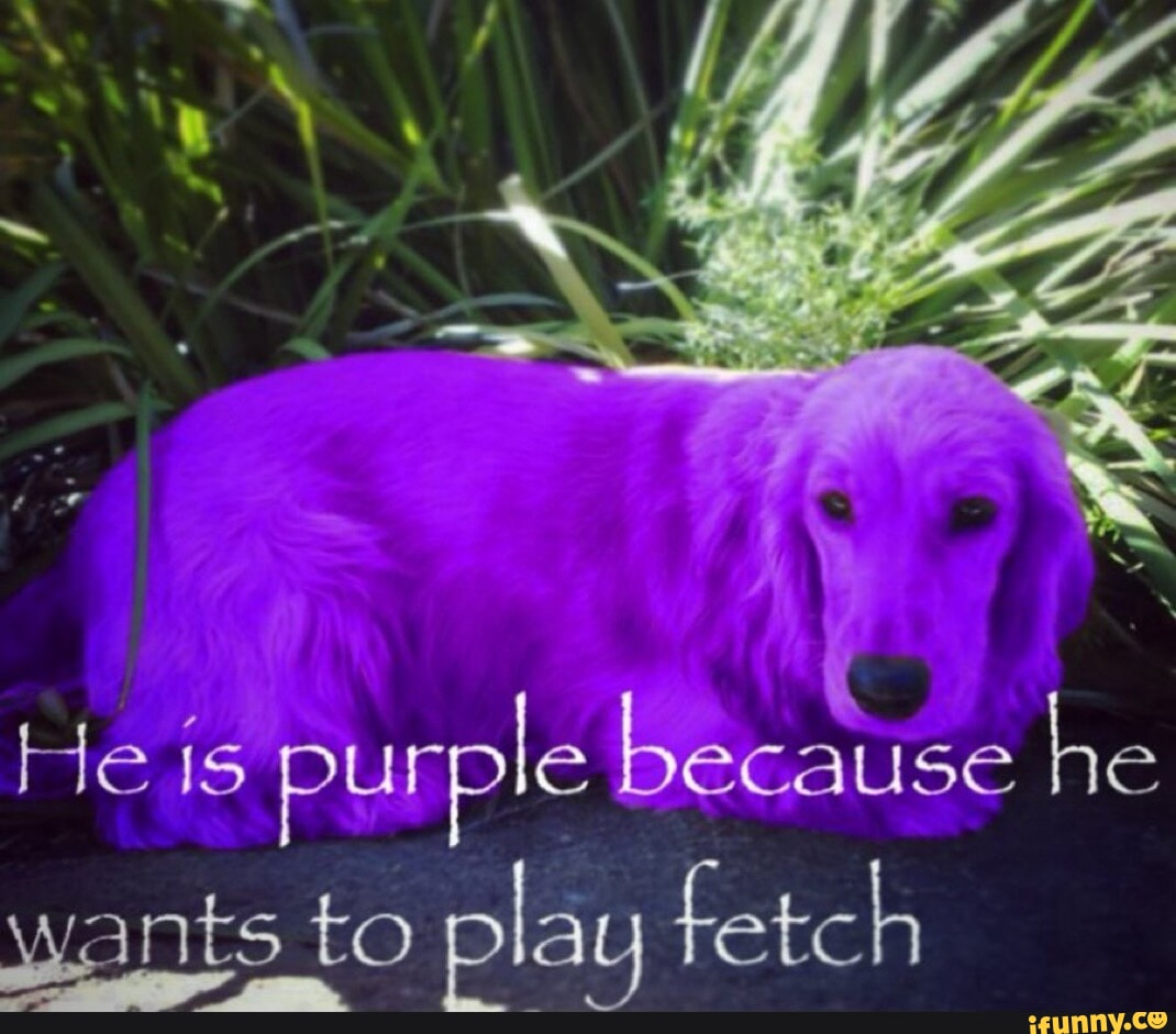 He is purple because he wants to play fetch - iFunny
