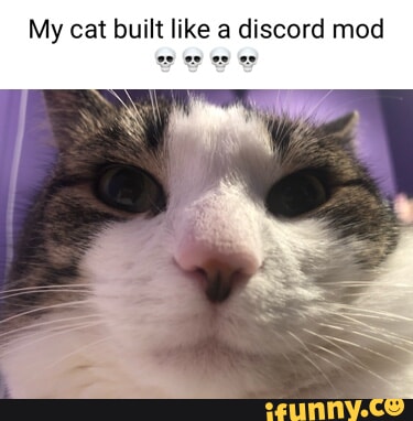 My cat built like a discord mod - iFunny