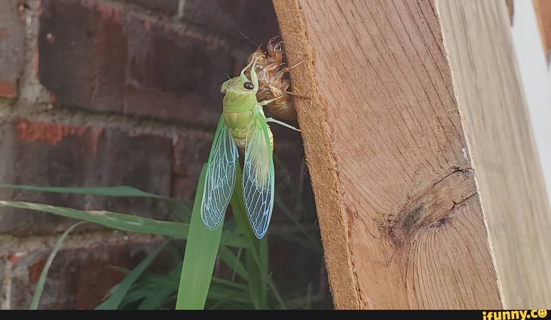 Cicada memes. Best Collection of funny Cicada pictures on iFunny