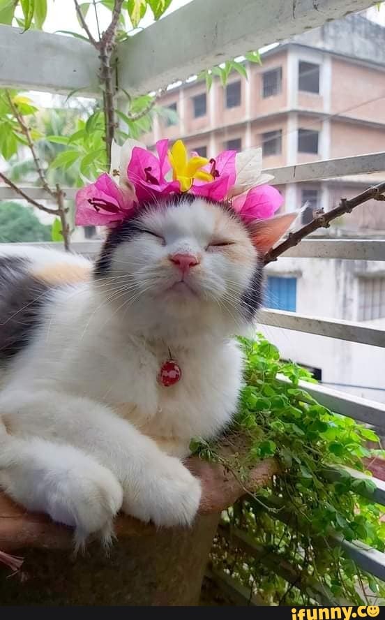 Puchi memes. Best Collection of funny Puchi pictures on iFunny