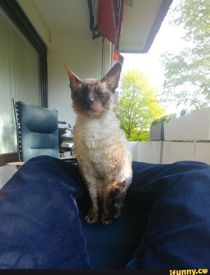 Devon_rex memes. Best Collection of funny Devon_rex pictures on iFunny