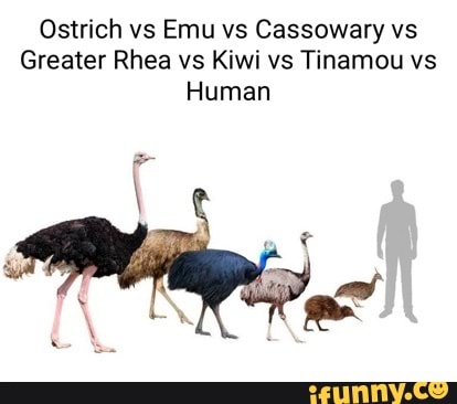 Ostrich vs Emu vs Cassowary vs Greater Rhea vs Kiwi vs Tinamou vs Human ...