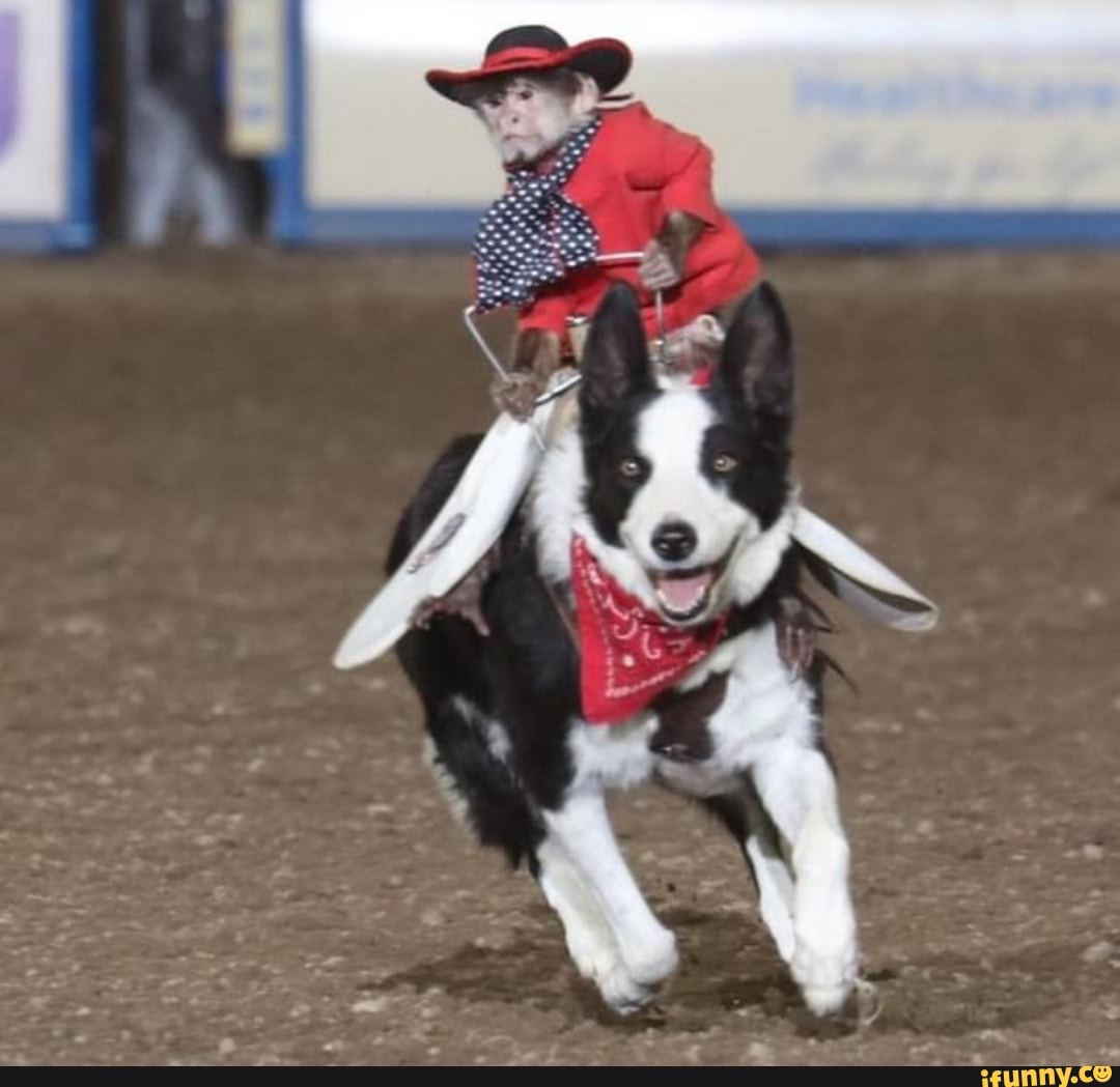 Whiplash Monkey Schedule