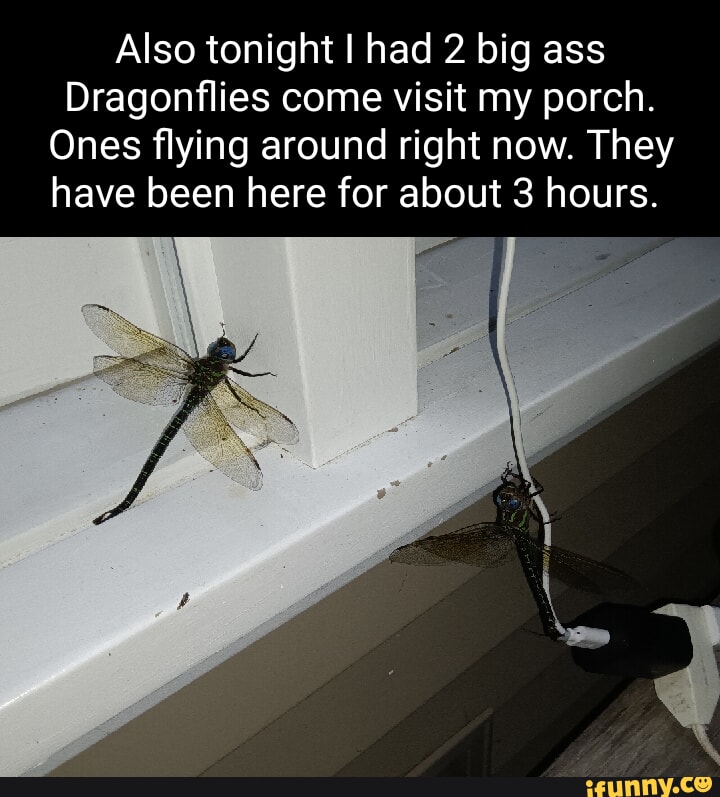 Dragonflies memes. Best Collection of funny Dragonflies pictures on iFunny