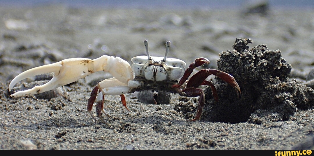 Fiddler memes. Best Collection of funny Fiddler pictures on iFunny