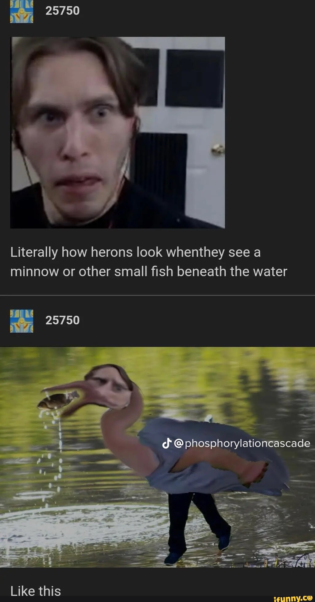 Minnow memes. Best Collection of funny Minnow pictures on iFunny