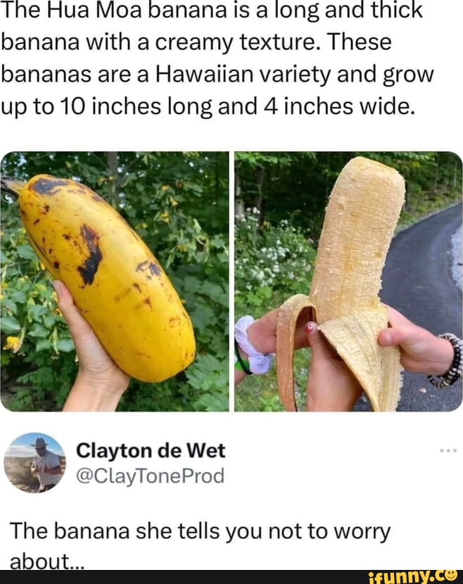 The Hua Moa banana Is a long and thick banana with a creamy texture ...