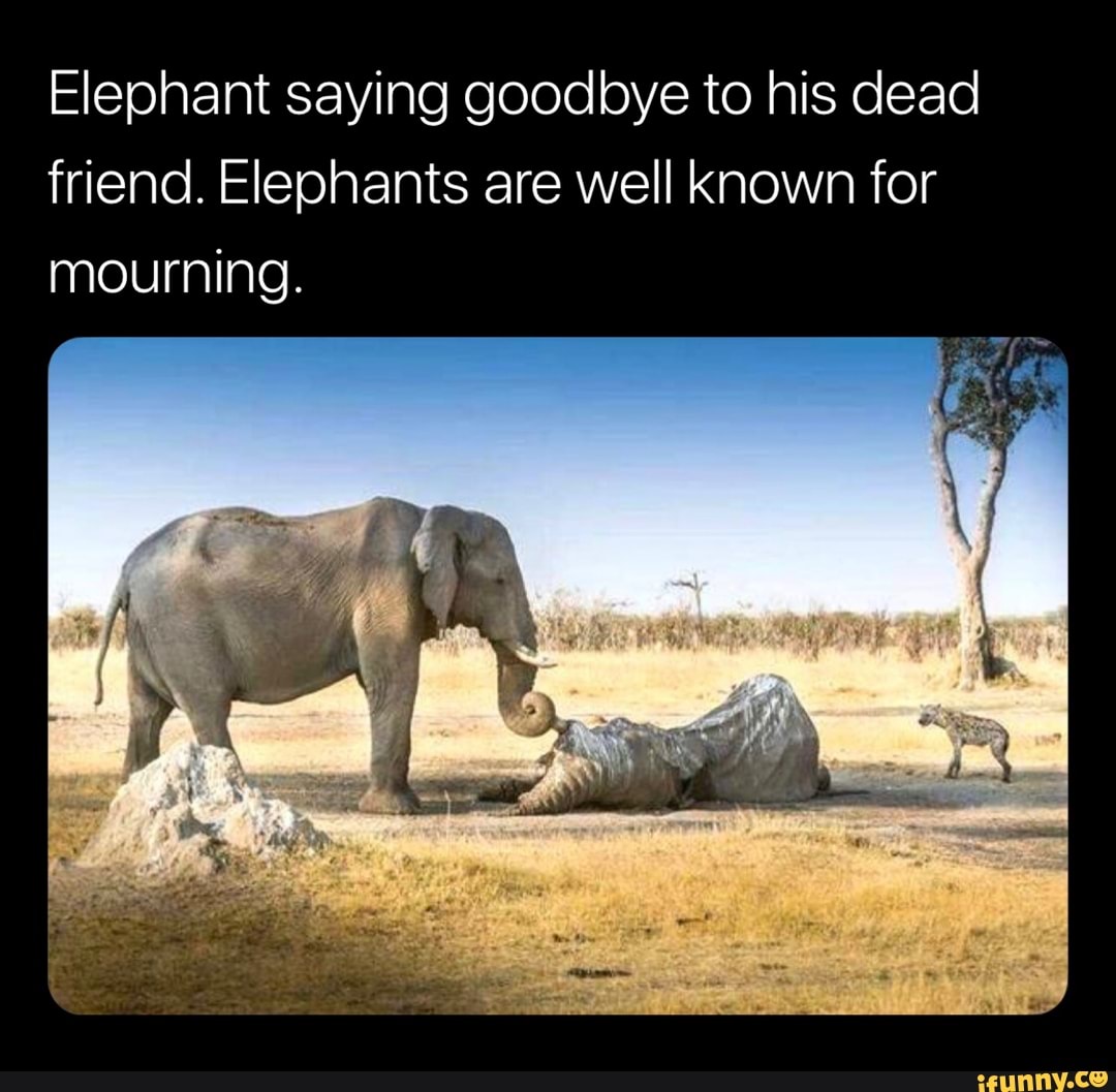 Elephant saying goodbye to his dead friend. Elephants are well known ...