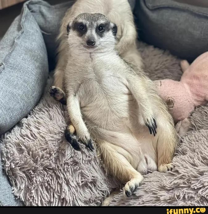 Meerkat memes. Best Collection of funny Meerkat pictures on iFunny