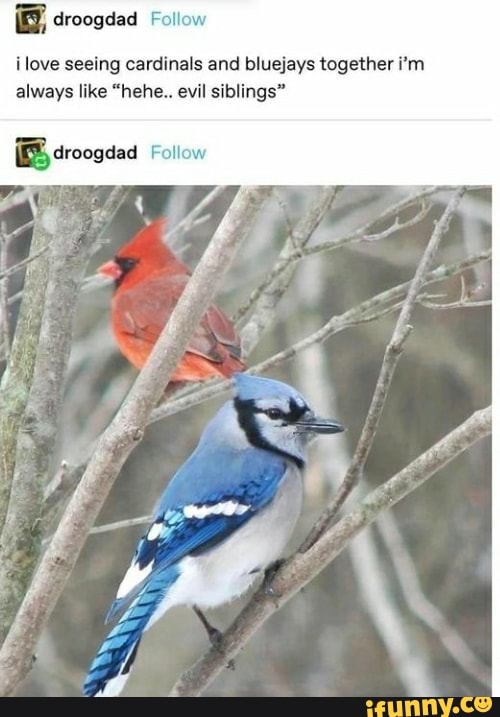 Funny Blue Jays