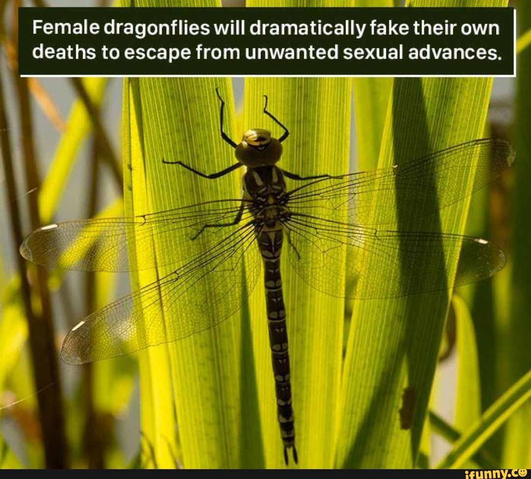 Female dragonflies will dramatically fake their own deaths to escape ...