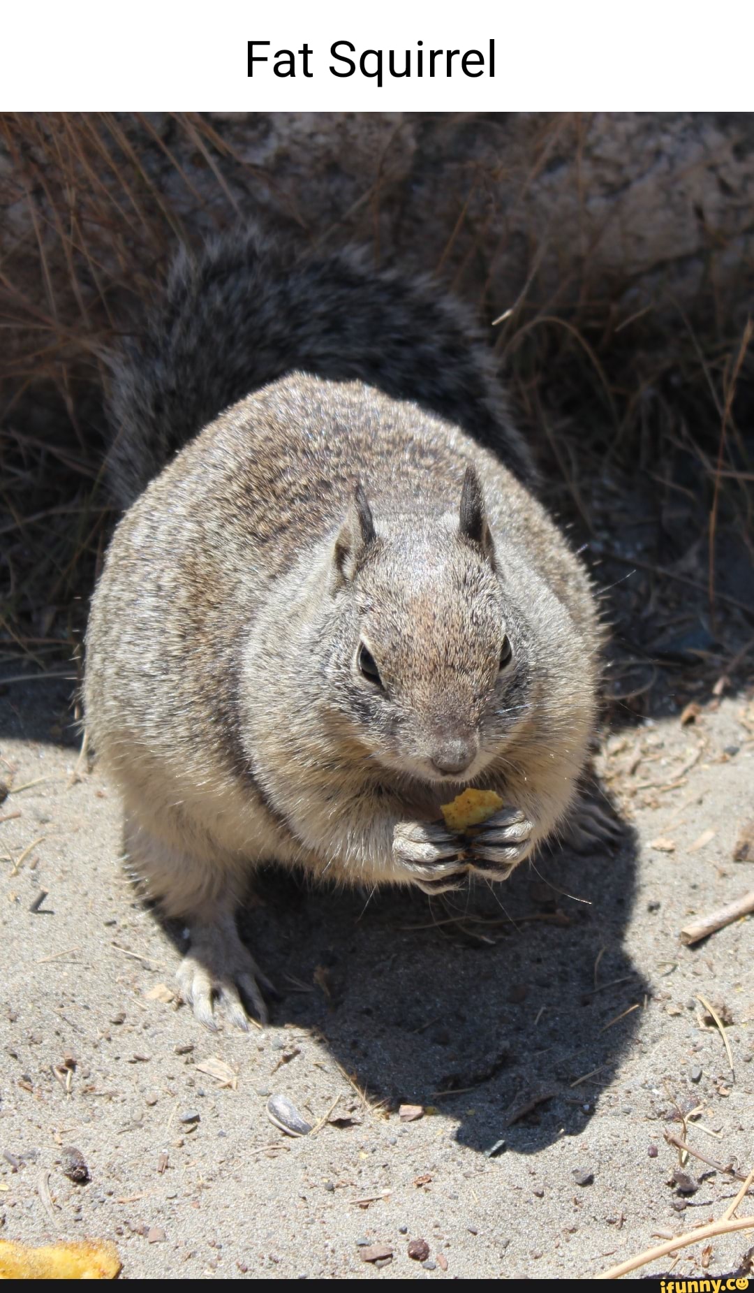 Fat Squirrel