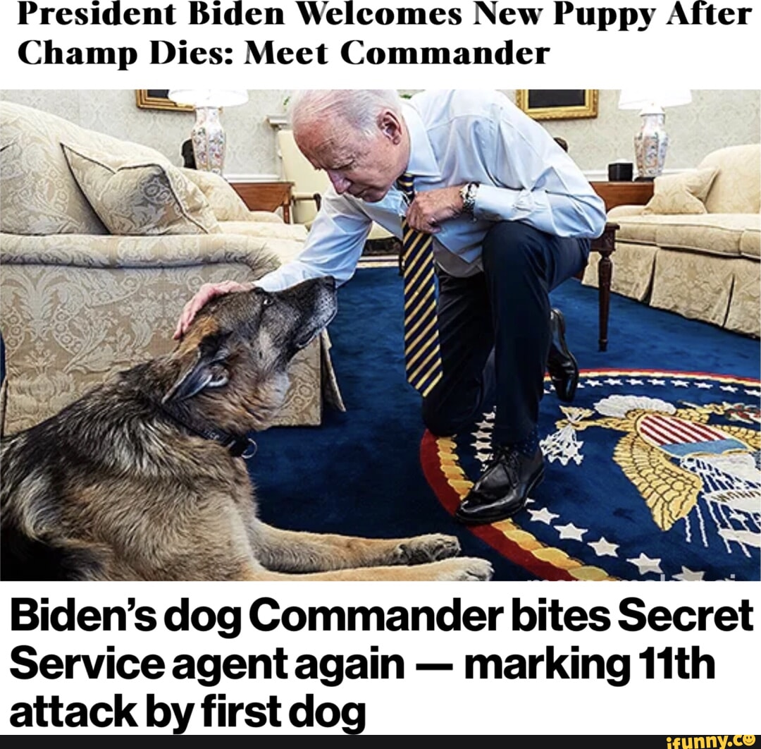 President Biden Welcomes New Puppy After Champ Dies: Meet Commander ...