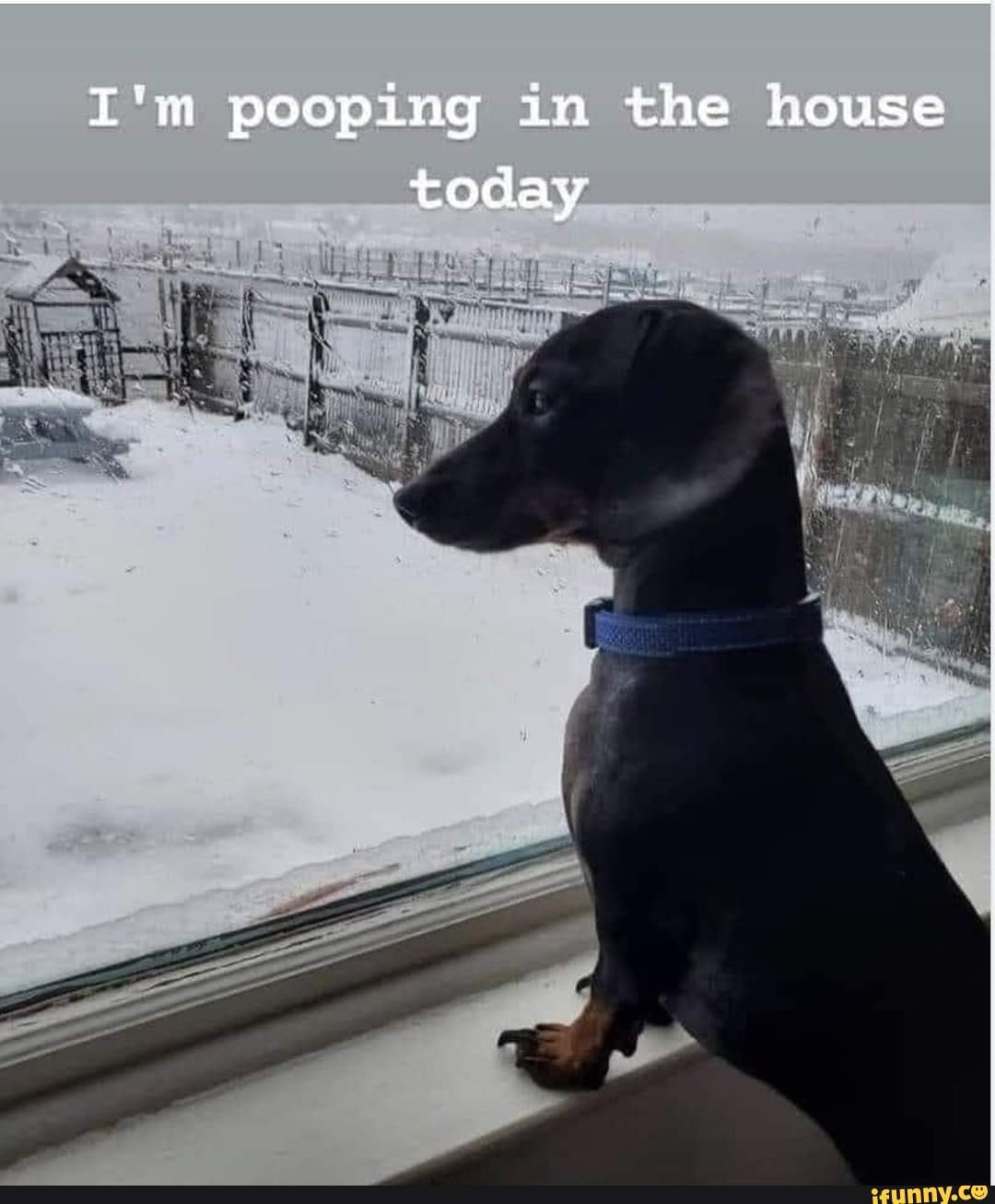 It's pretty cold out! 😂 ️ - T'm pooping in the house today - iFunny