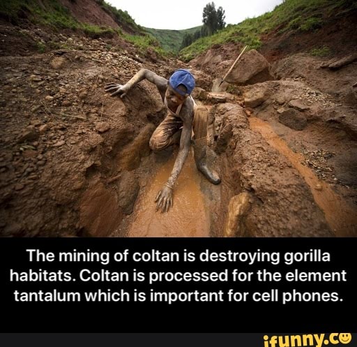 The mining of coltan is destroying gorilla habitats. Coltan is ...