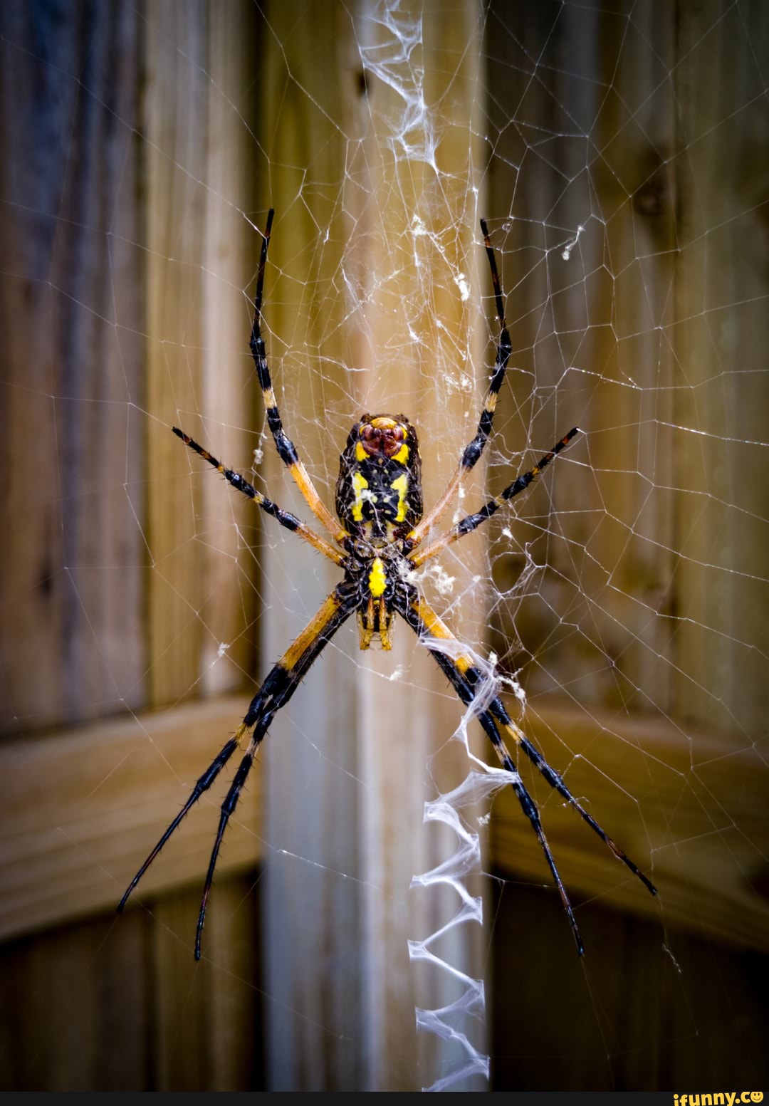 Another set Aurantia (Yellow Garden Spider) - Pell City, AL - LG V20 ...