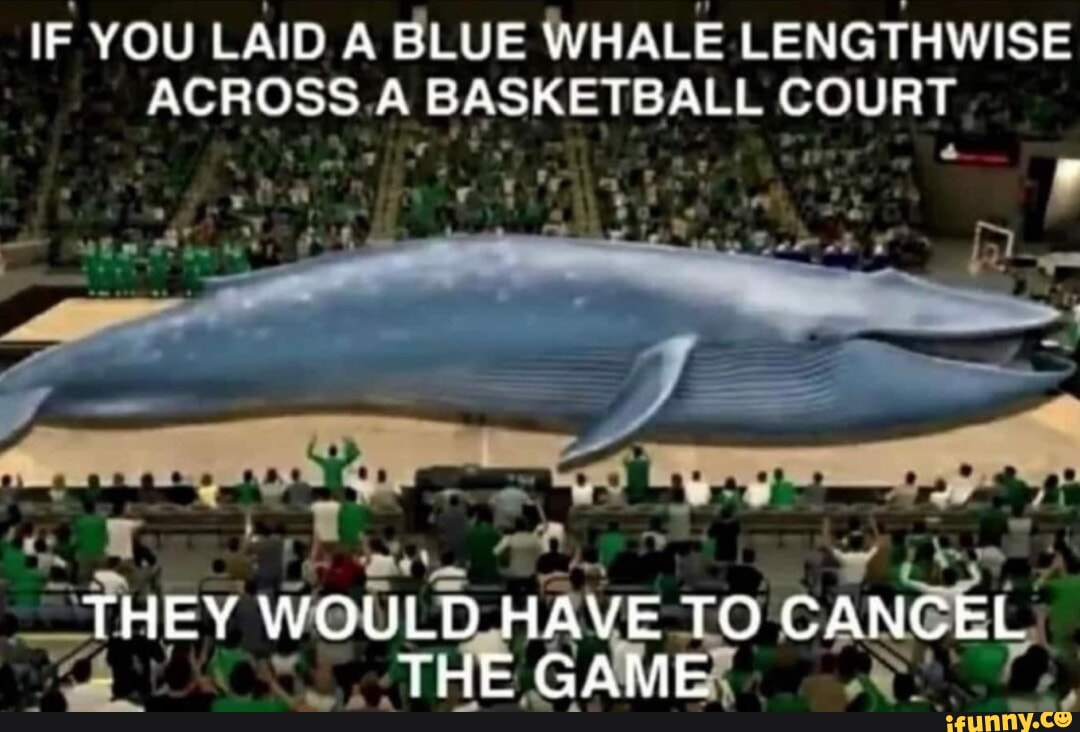 IF YOU LAID A BLUE WHALE LENGTHWISE ACROSS A BASKETBALL COURT THEY ...