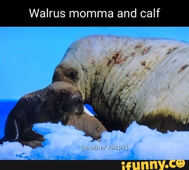 Walrus memes. Best Collection of funny Walrus pictures on iFunny