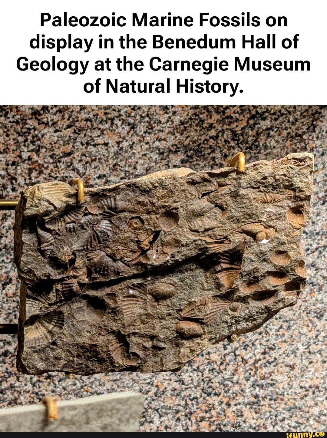 Fossils memes. Best Collection of funny Fossils pictures on iFunny