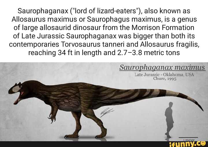 Saurophaganax ('lord of lizard-eaters"), also known as Allosaurus ...