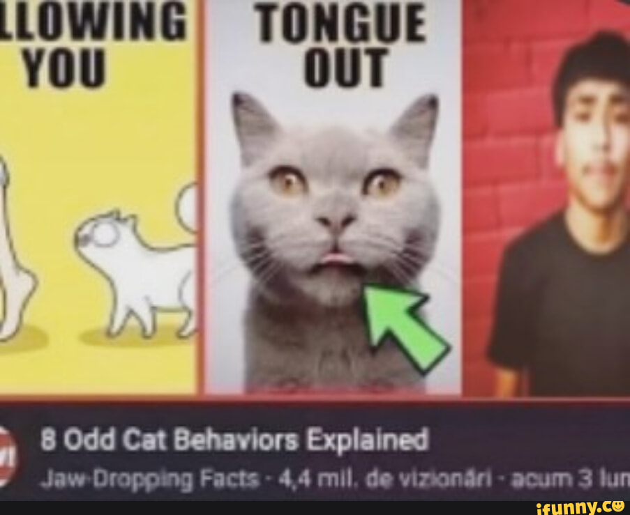 8 Odd Cat Behaviors Explained - 8 Odd Cat Behaviors Explained 8 Odd Cat Behaviors Explained Jaw ...